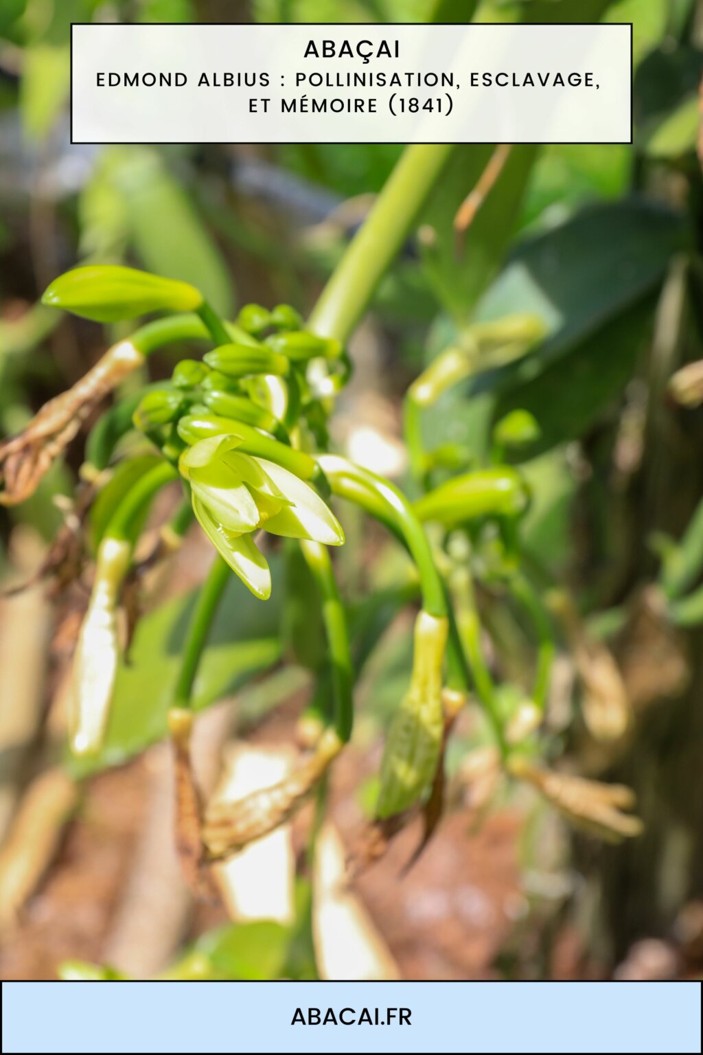 Edmond Albius : Pollinisation, Esclavage, et Mémoire (1841) 2025 - Abaçai