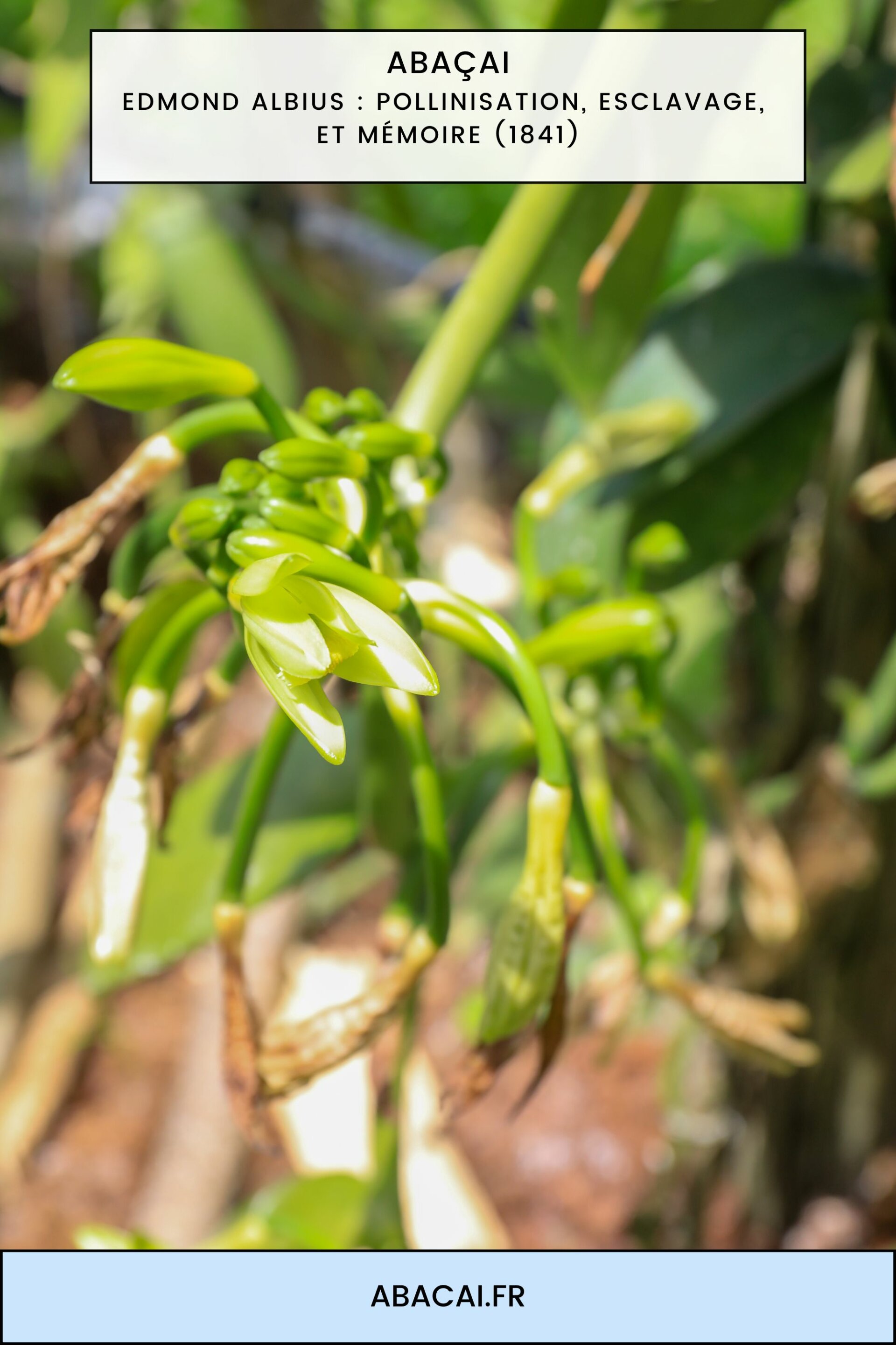 Edmond Albius : Pollinisation, Esclavage, et Mémoire (1841) 2025 - Abaçai